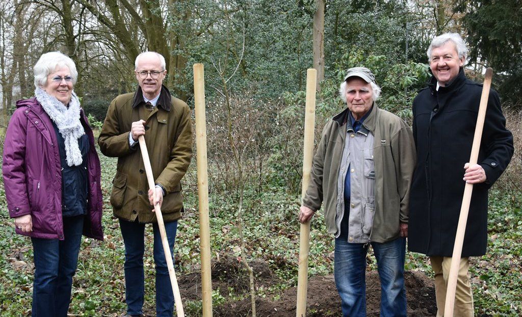 Angerburger Eiche - Im Amtshofspark wurde eine Neue gepflanzt ...